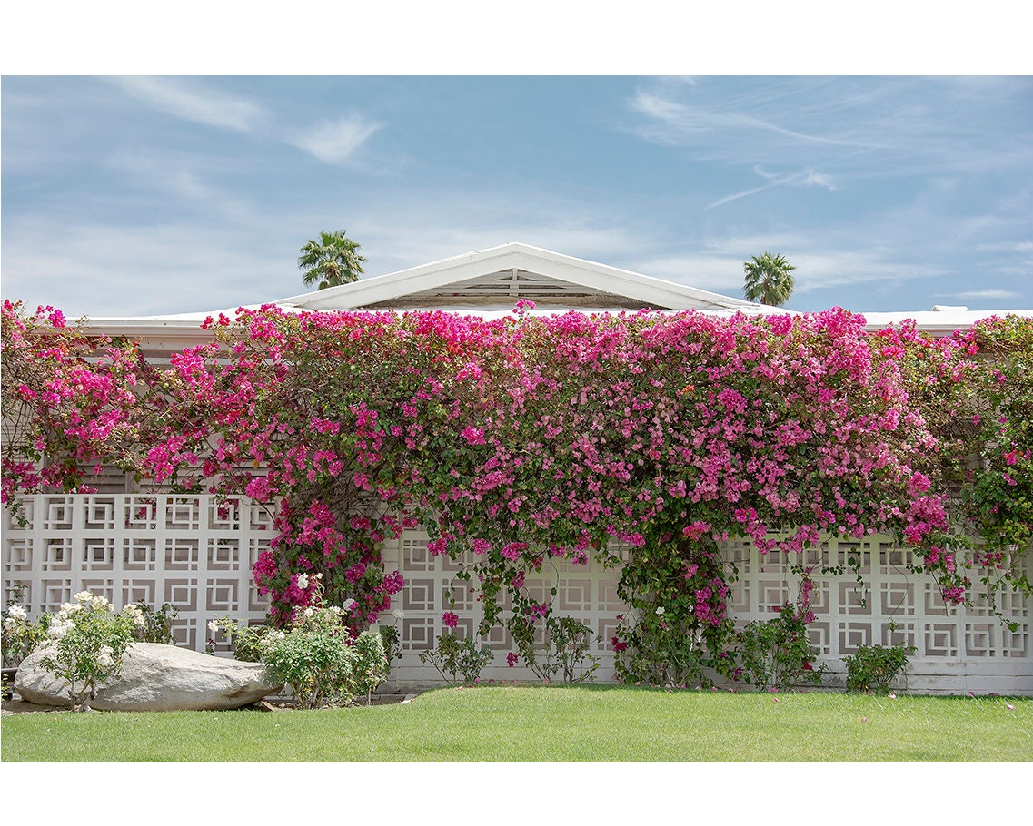 Bougainvillea Chain Link Fence