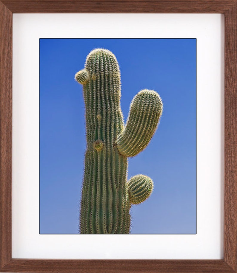 Cactus Art Print Southwestern Decor Saguaro Cactus Art - Etsy