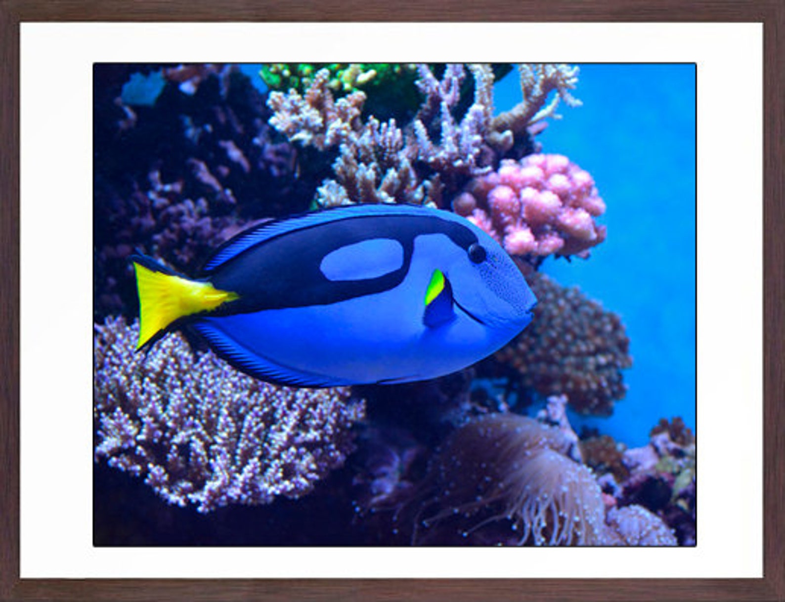 Blue Fish Print, Dory From Finding Dory, Kids Room, Childrens Bathroom ...