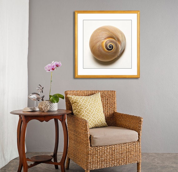 Shell Photography Minimalist Art Nature Art Print Shell Art - Etsy