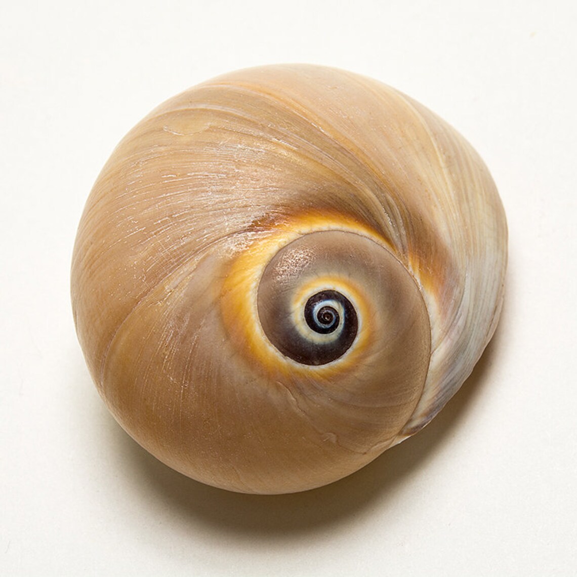 Shell Photography Minimalist Art Nature Art Print Shell Art | Etsy