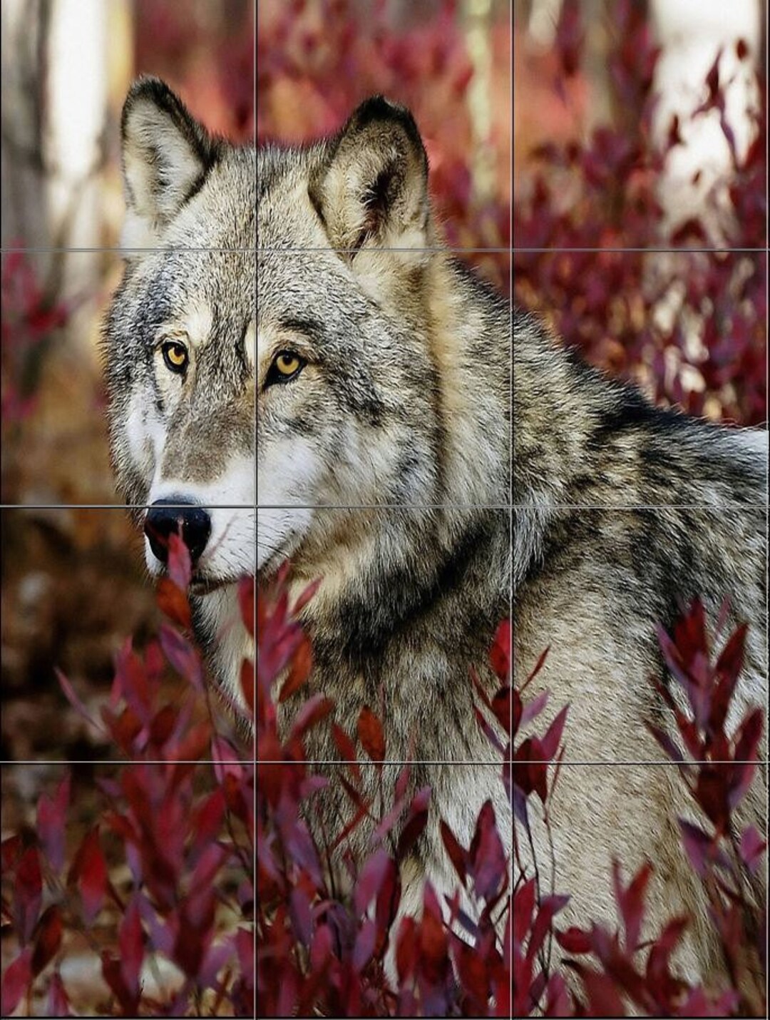 Tile Mural 12.75 X 17 Ceramic Tile Mural Backsplash Wolf/coyote Lurking ...