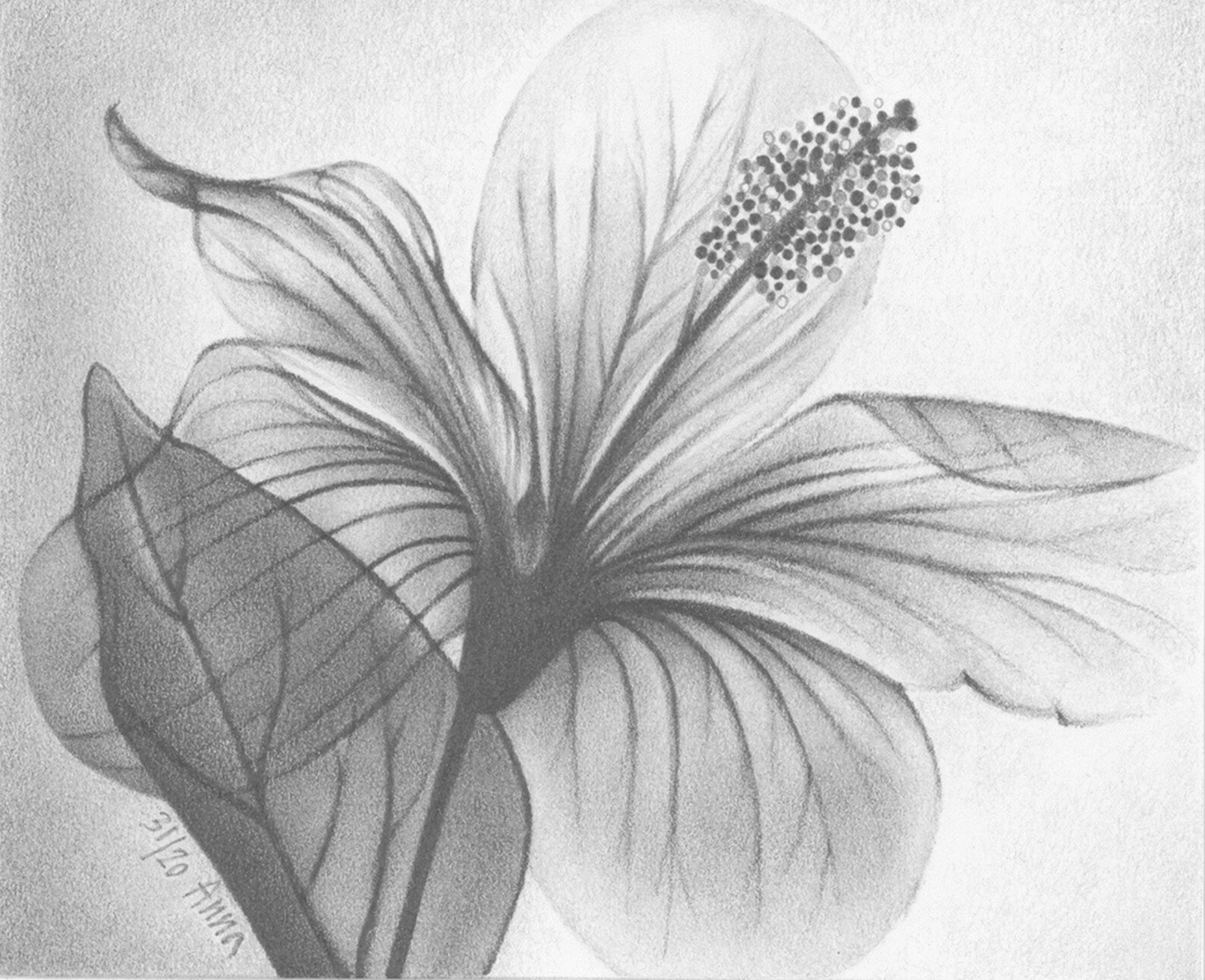 Transparent Flower Pencil Drawing Black and White Floral Art Modern ...