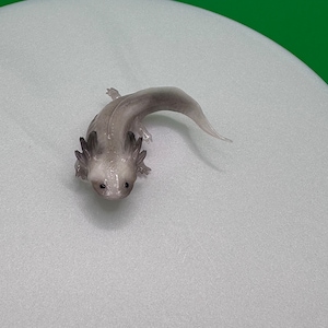 Miniverse Scale Axolotl - Etsy