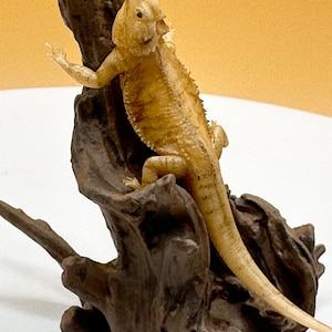 1:6 Scale Miniverse Scale Bearded Dragon - Etsy