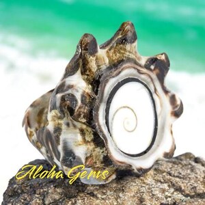 Double Shiva Eye Shell Beads From Pacific Ocean (each Bead Hand Carved ...