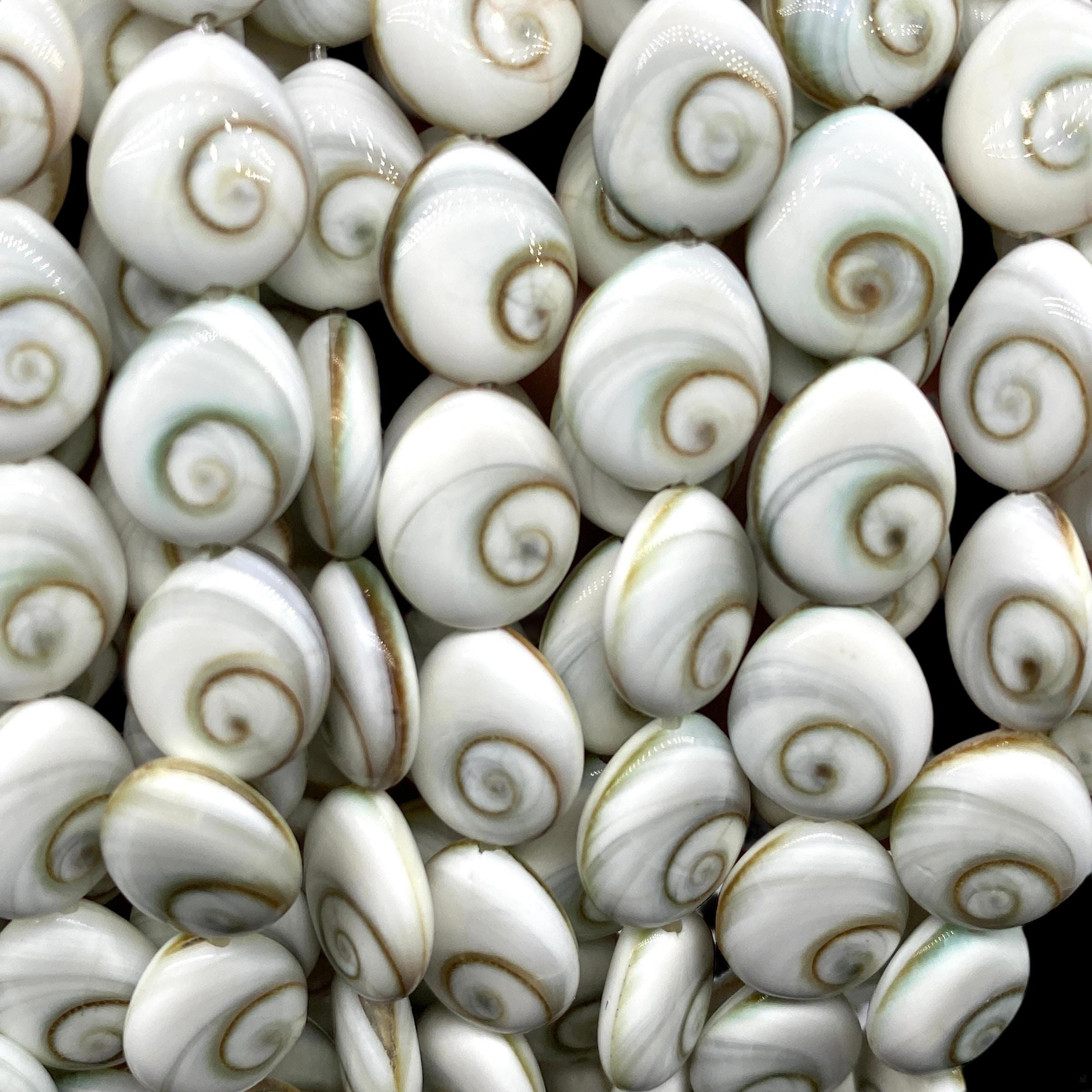 Double Shiva Eye Shell Beads (each Bead Hand Carved From 2 Matching ...