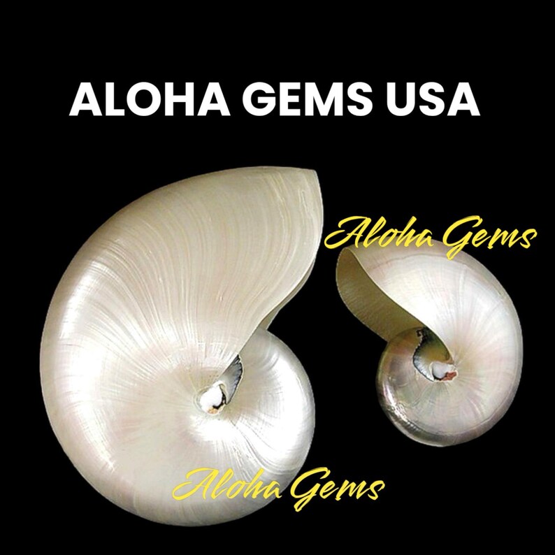 Authentic Mermaid Nautilus Shell Beads - Harmony Line (thicker Nacre ...