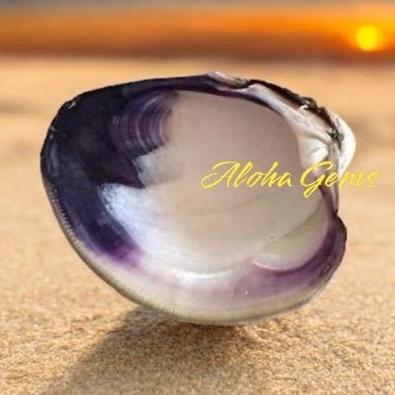 Purple Shell