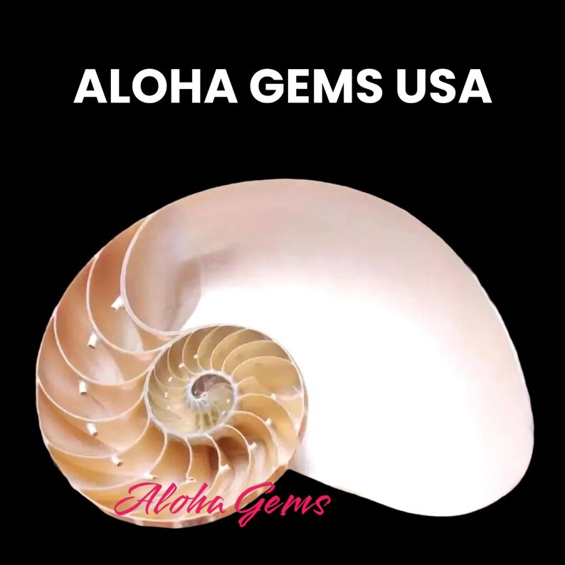 Authentic Mermaid Nautilus Shell Beads - Harmony Line (thicker Nacre ...