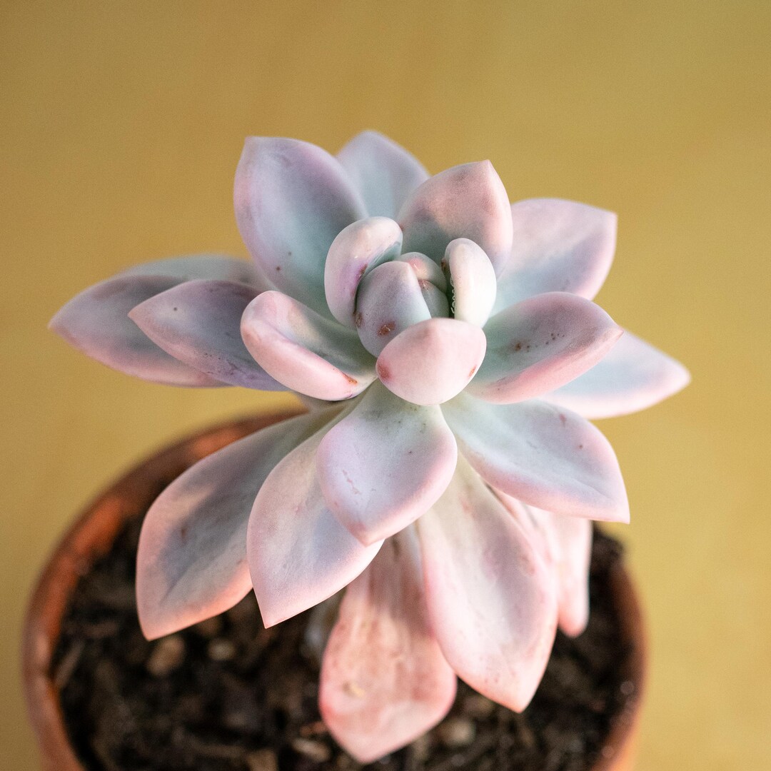 Variegated Succulent - Graptoveria Opalina - Attractive Hybrid Succulent, Low Maintenance Indoor ...