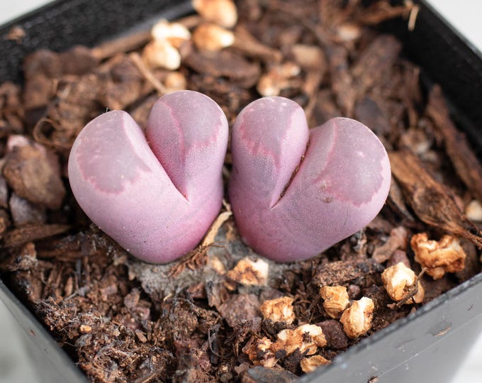 Lithops Optica Rubra – Rare Living Stone Succulent, Easy-care Indoor ...