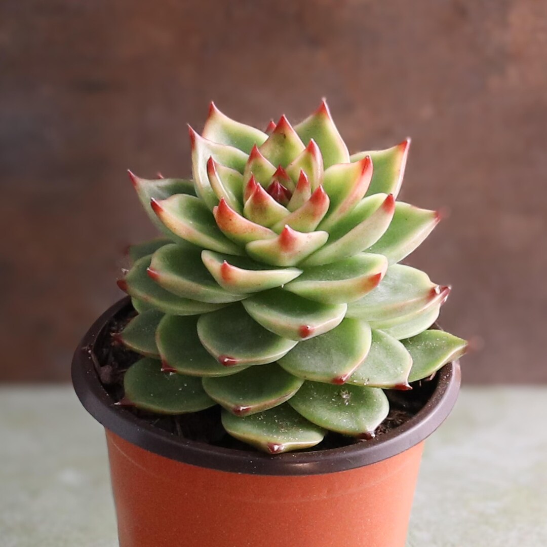 Echeveria Agavoides Blue Dragon - Etsy