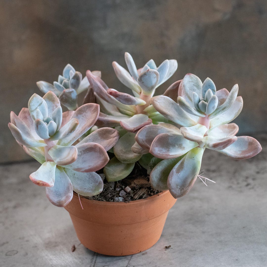 Graptoveria Opalina - Etsy