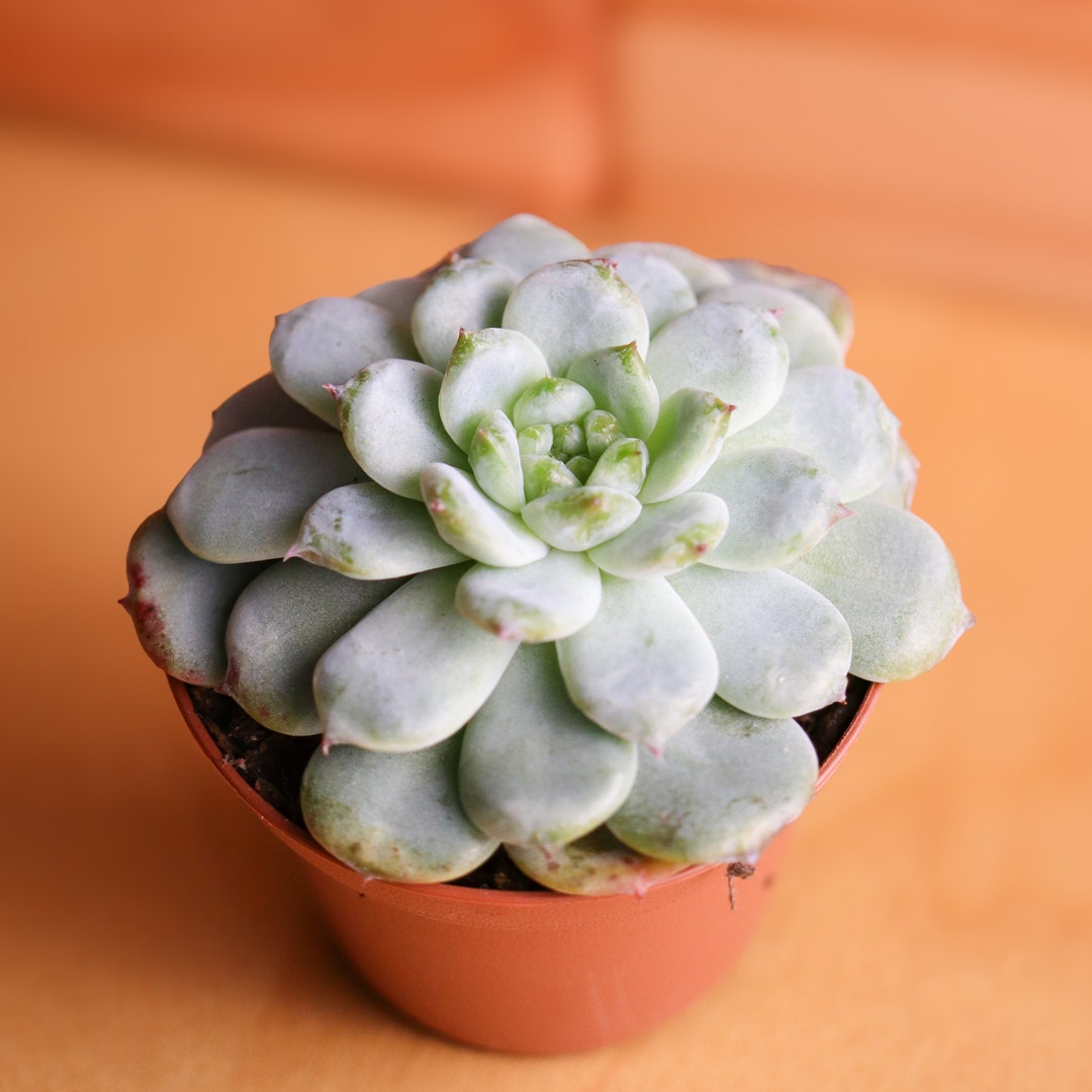 Echeveria Cherry Shadow - Etsy