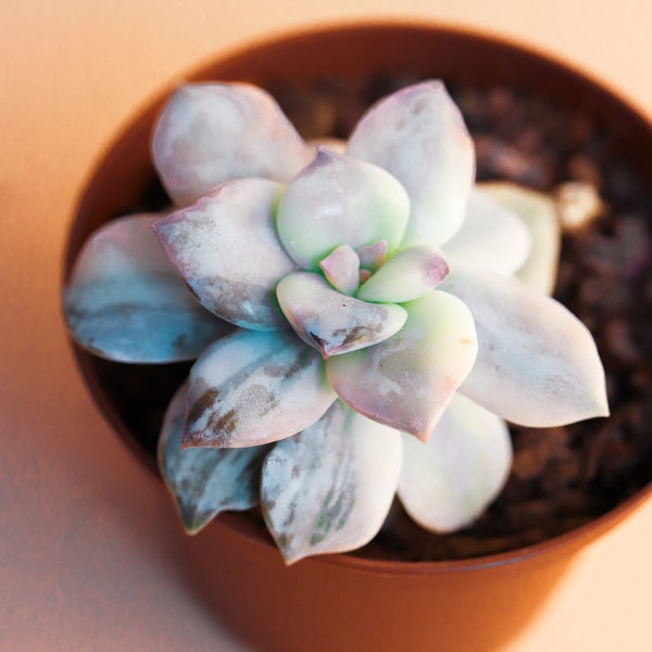 Superbum Succulent - Etsy