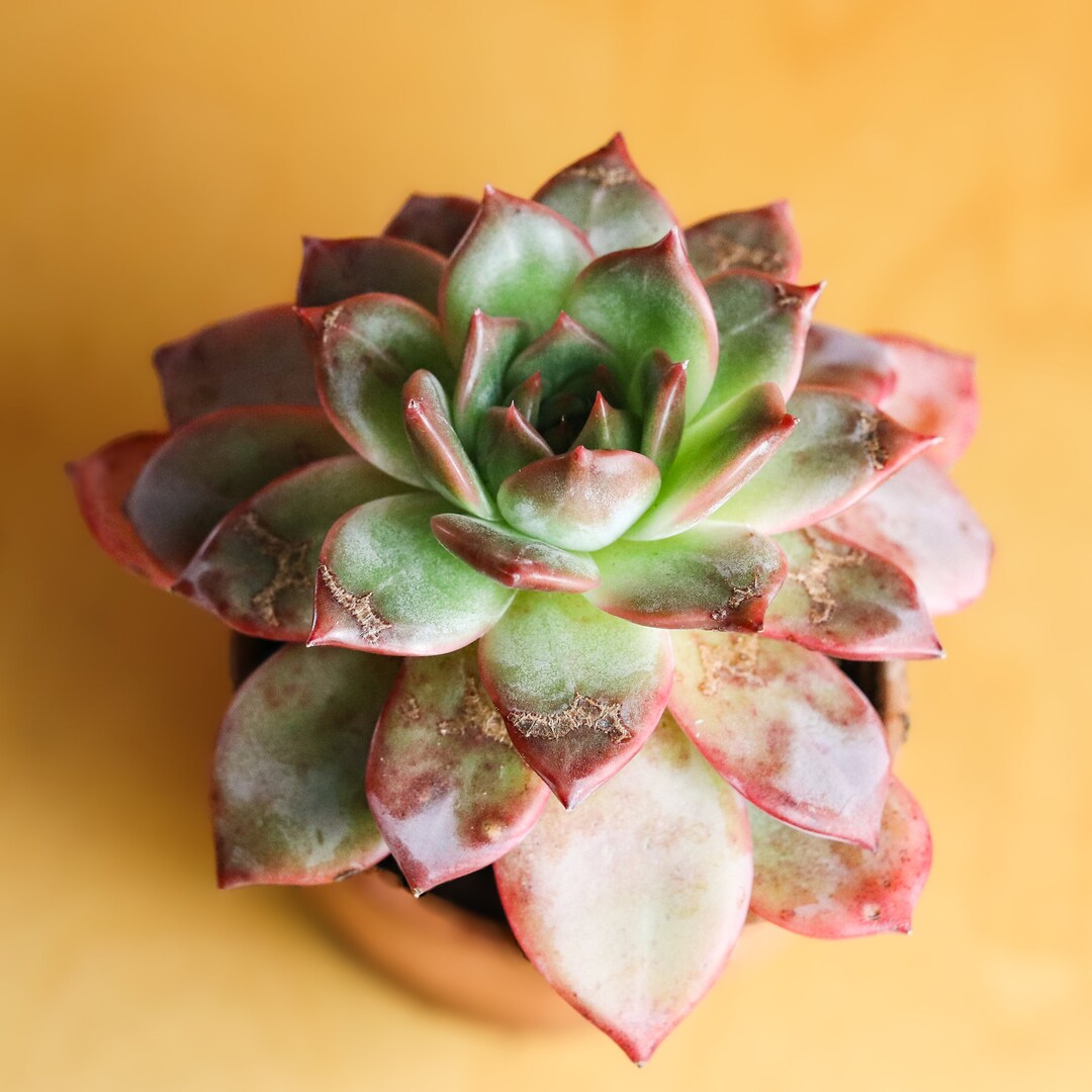 Echeveria Ratam - Etsy