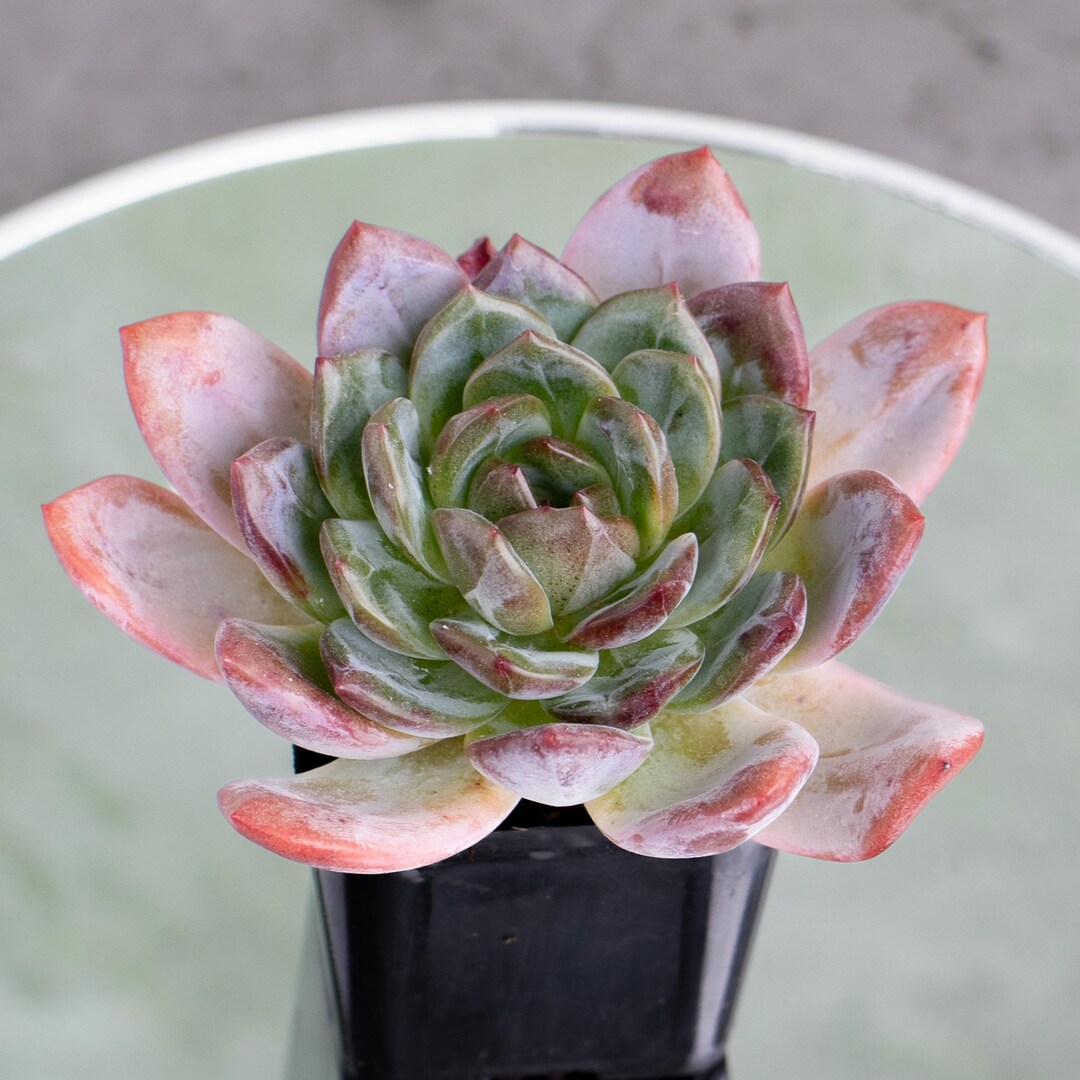 Echeveria Starmark – Unique Star-shaped Succulent, Low-maintenance ...