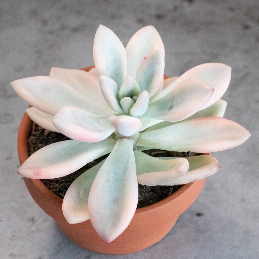 Graptoveria Opalina - Etsy