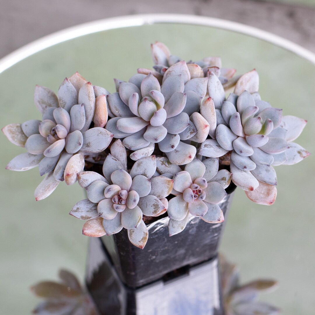 Succulent Graptoveria Peach Ball - Etsy
