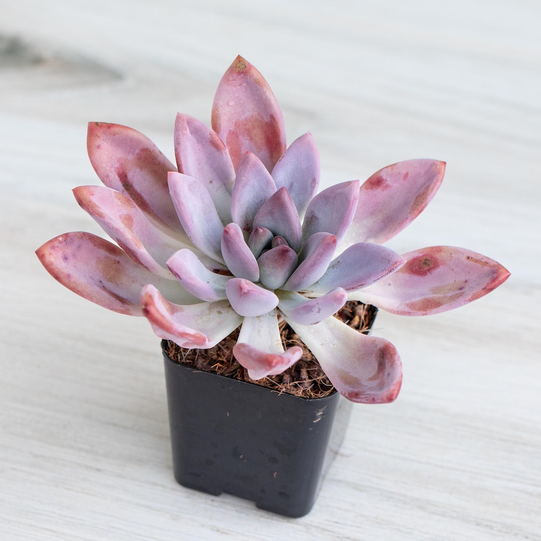Succulent Graptoveria Opalina - Attractive Hybrid Succulent, Low Maintenance Indoor Plant - Etsy