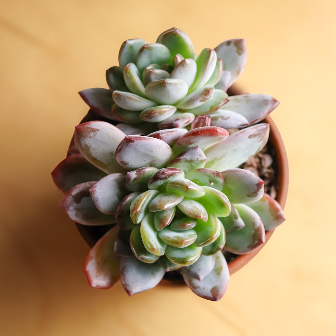 Echeveria Starmark – Unique Star-shaped Succulent, Low-maintenance ...