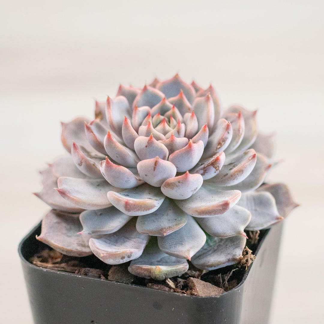 Succulent Echeveria Star Jay - Unique Star-shaped Rosette Succulent ...