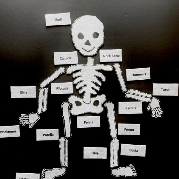 Human Body Felt - Etsy