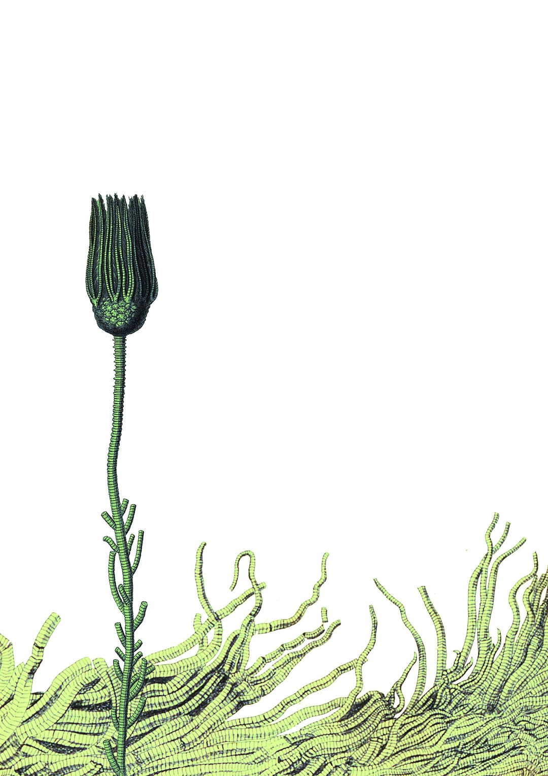 Fossil Collage: We Are Here Between Prints/cards - Etsy