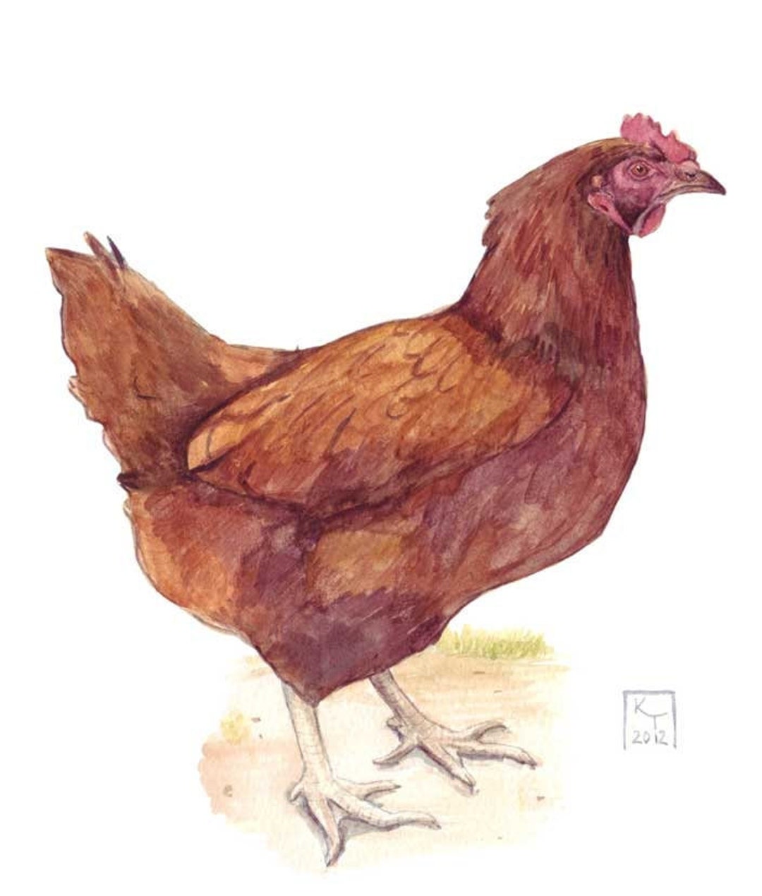 Chicken Fine Art Print Wall Art - Etsy