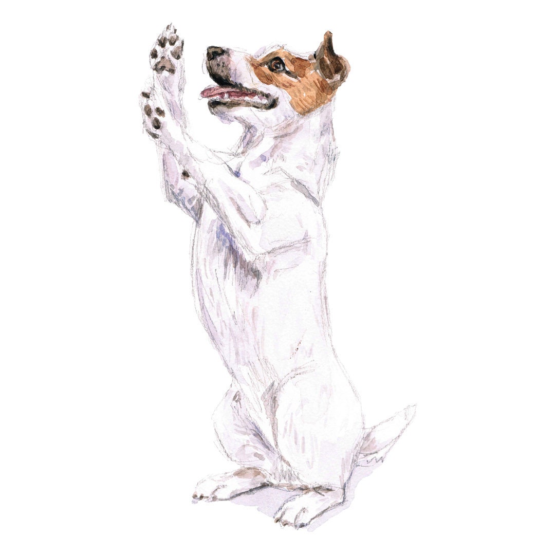 Original Watercolour Painting of a Begging Jack Russell Terrier/ Parson ...