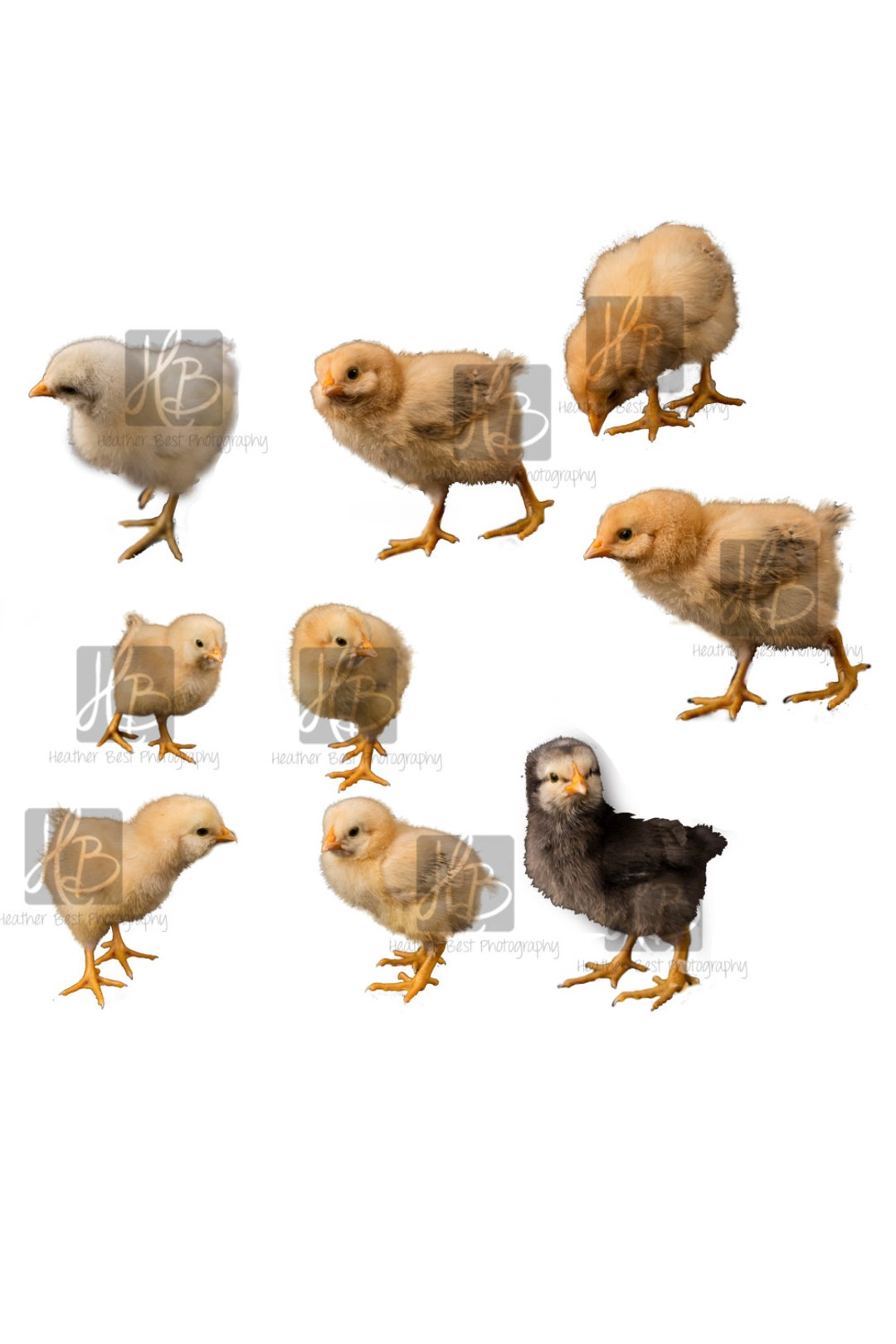 INSTANT DOWNLOAD Chick Overlay - Etsy