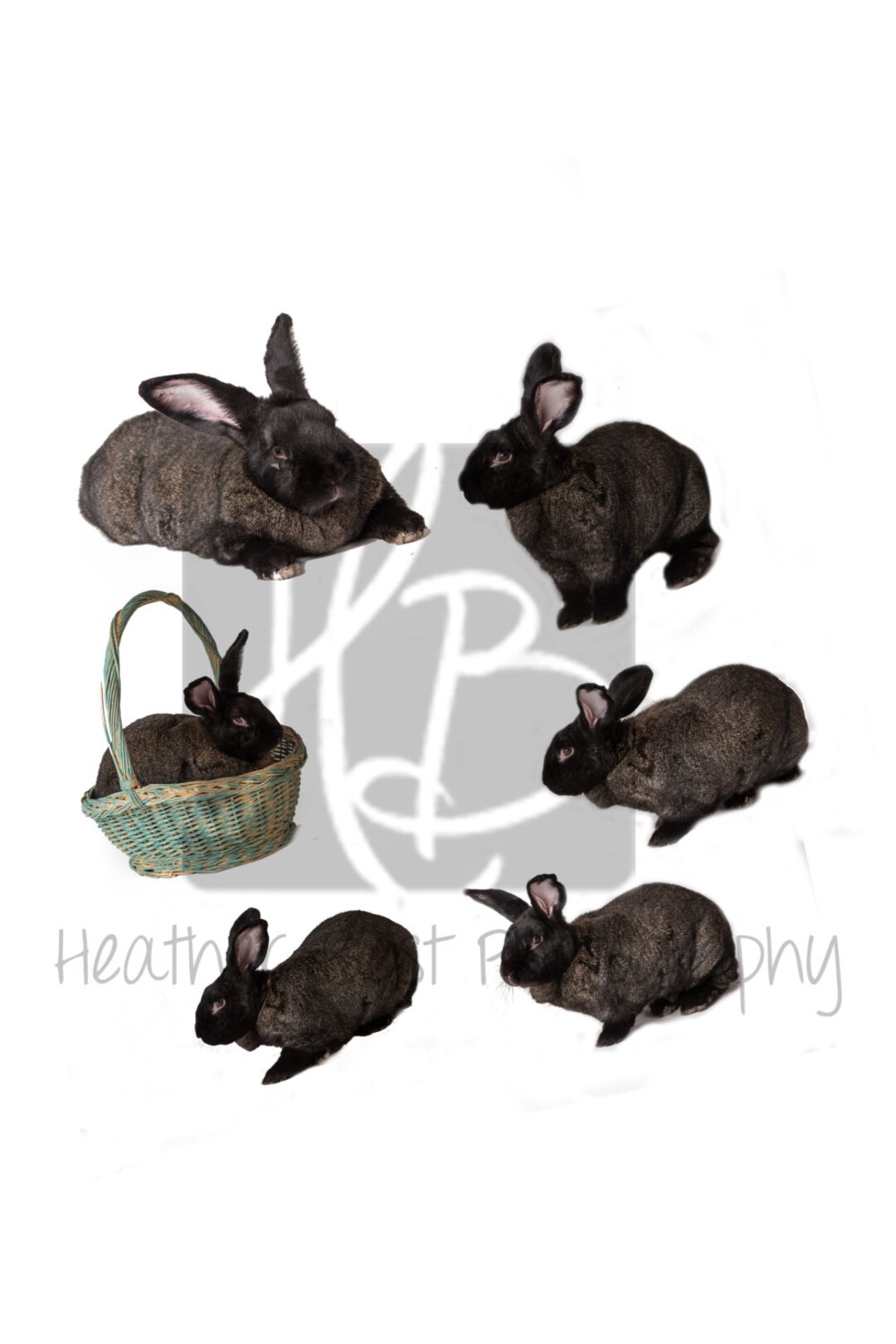 INSTANT DOWNLOAD Bunny Rabbit Overlay - Etsy