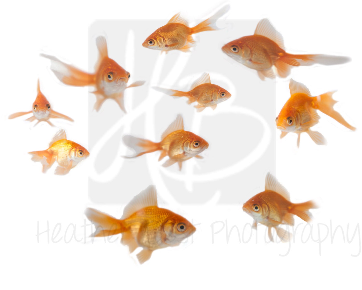 INSTANT DOWNLOAD Goldfish Overlay for Photoshop Perfect for Fish Bowl ...