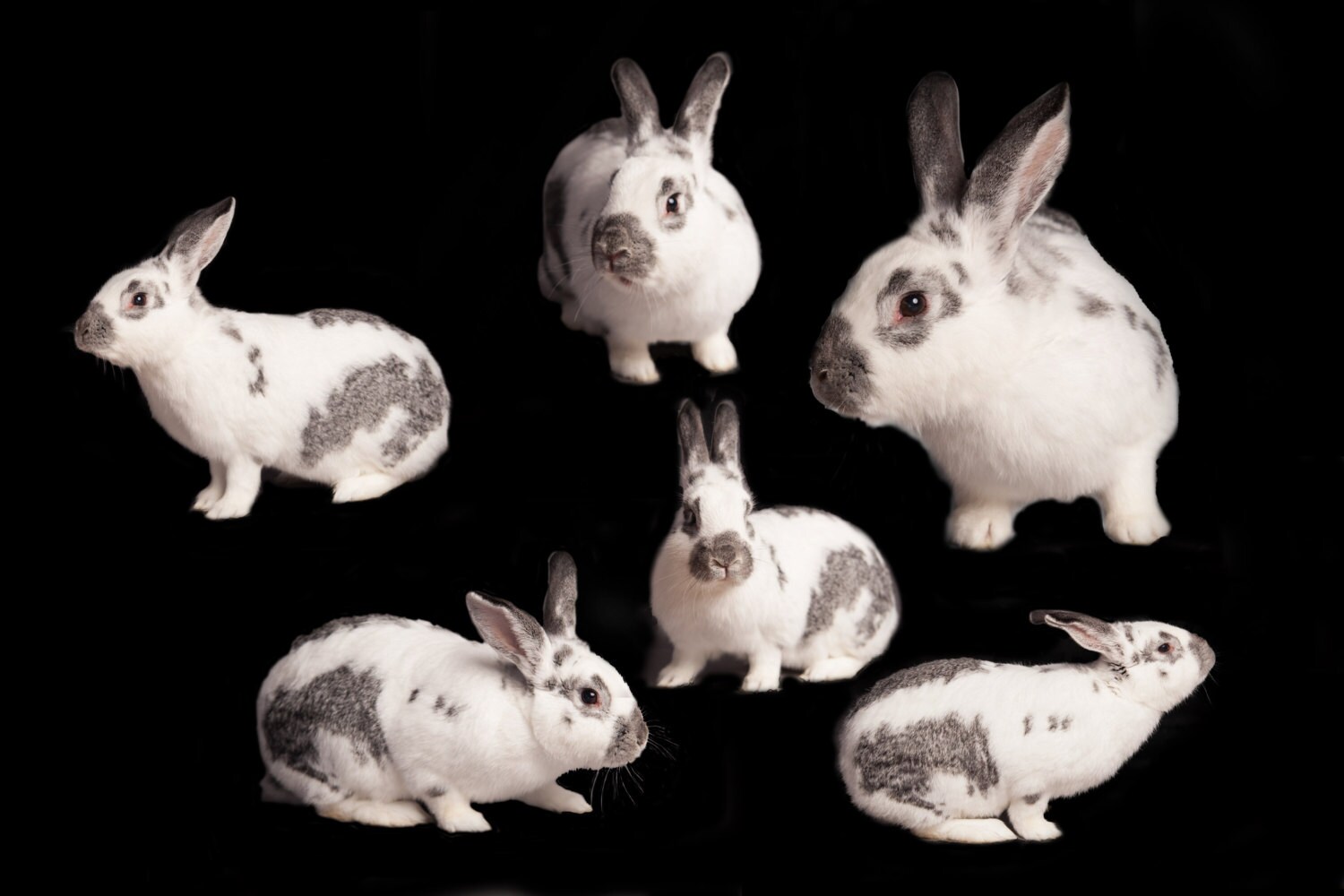 INSTANT DOWNLOAD Bunny Rabbit Easter Overlay for Photoshop - Etsy