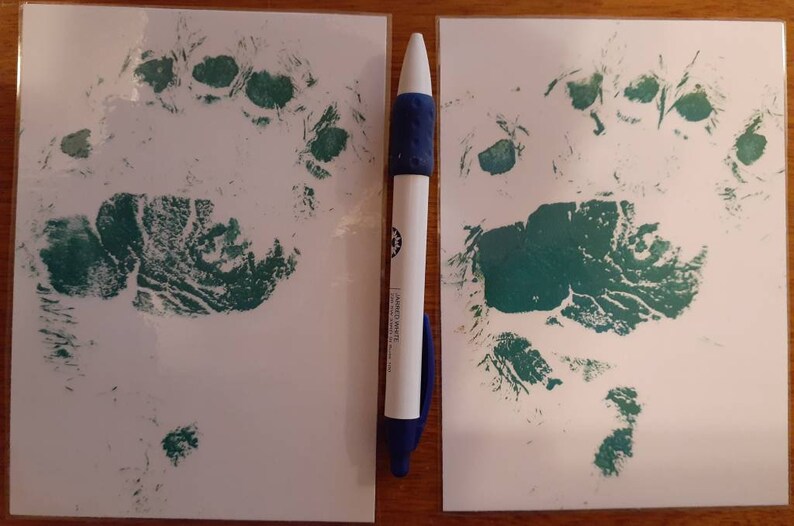 Sun Bear Paw Prints on Cardstock | Etsy