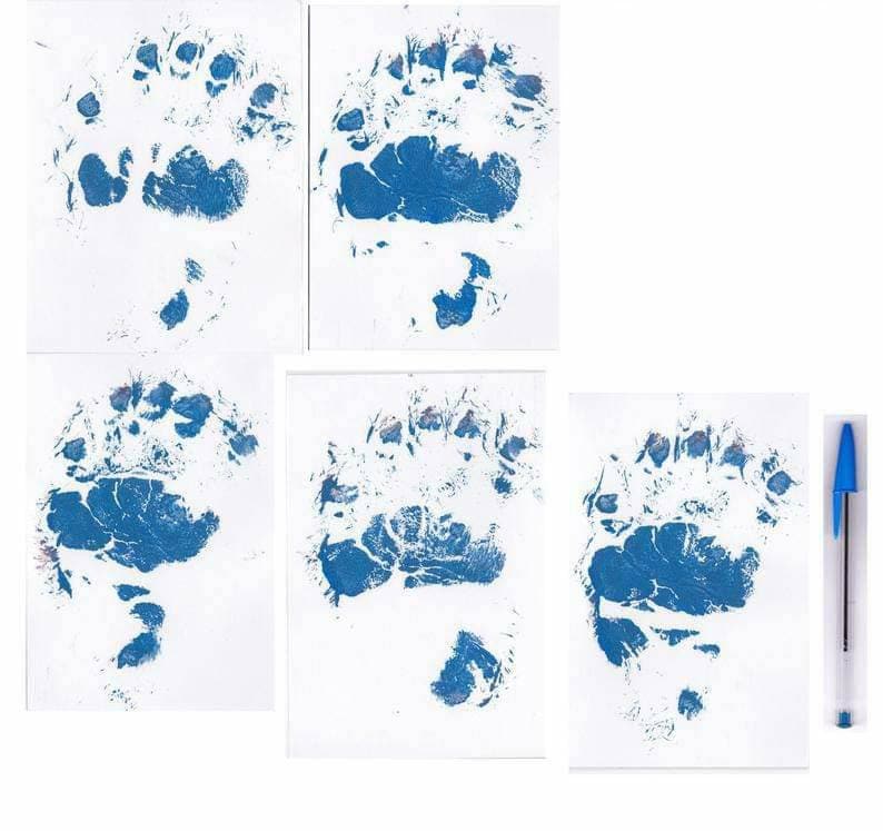 Sun Bear Paw Prints on Cardstock | Etsy