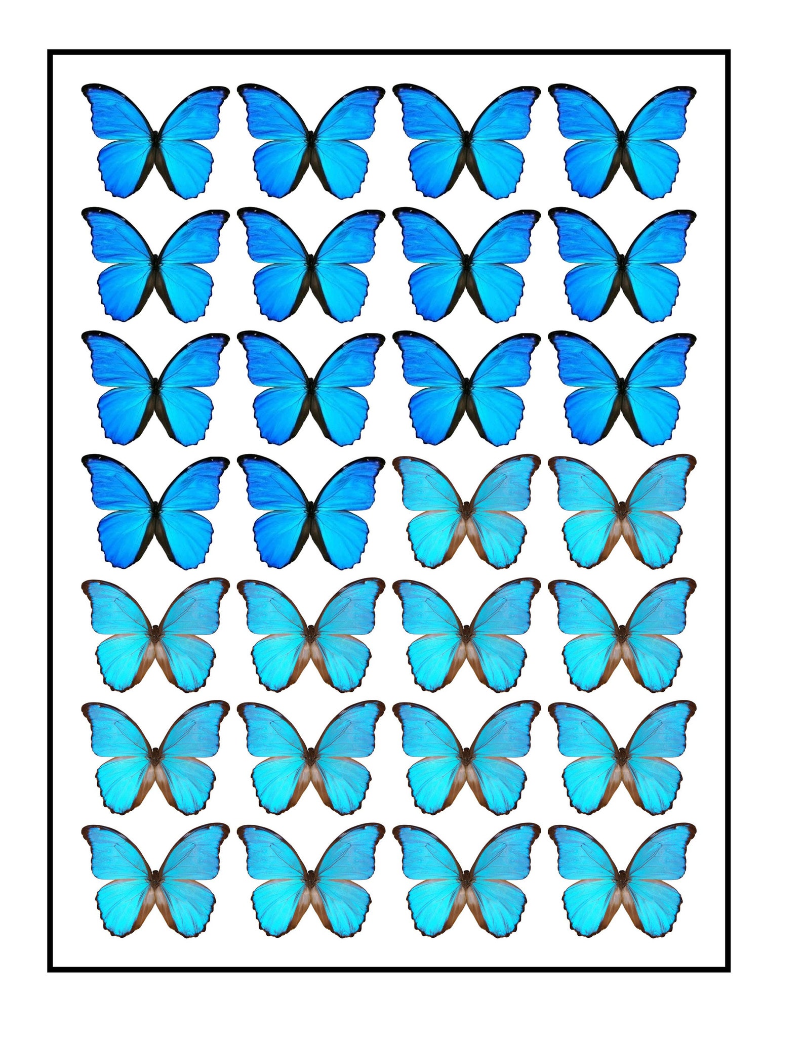 Edible Pre-cut Wafer Butterfly Aqua and Blue - Etsy