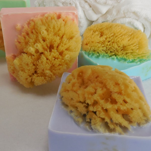 Sponge Soap - Etsy