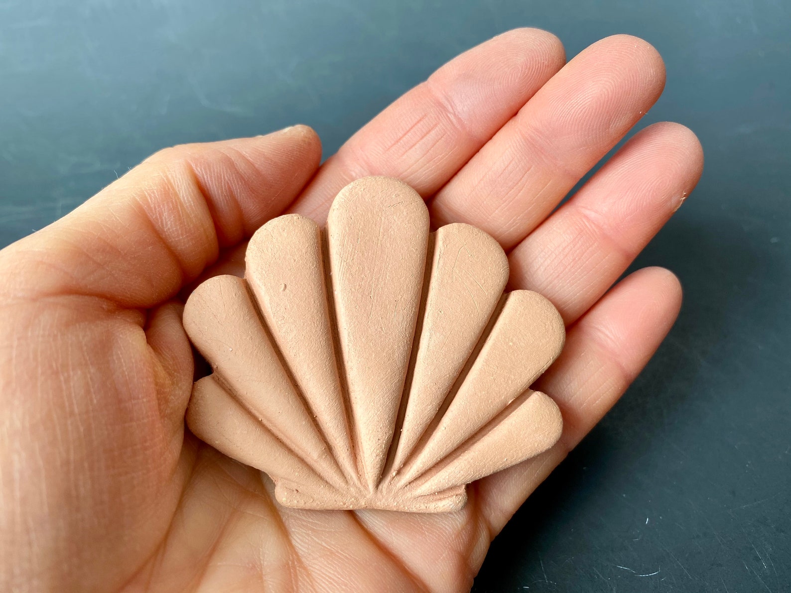 Sugar Saver/ Essential Oil Diffuser Scallop Shell Sugar | Etsy