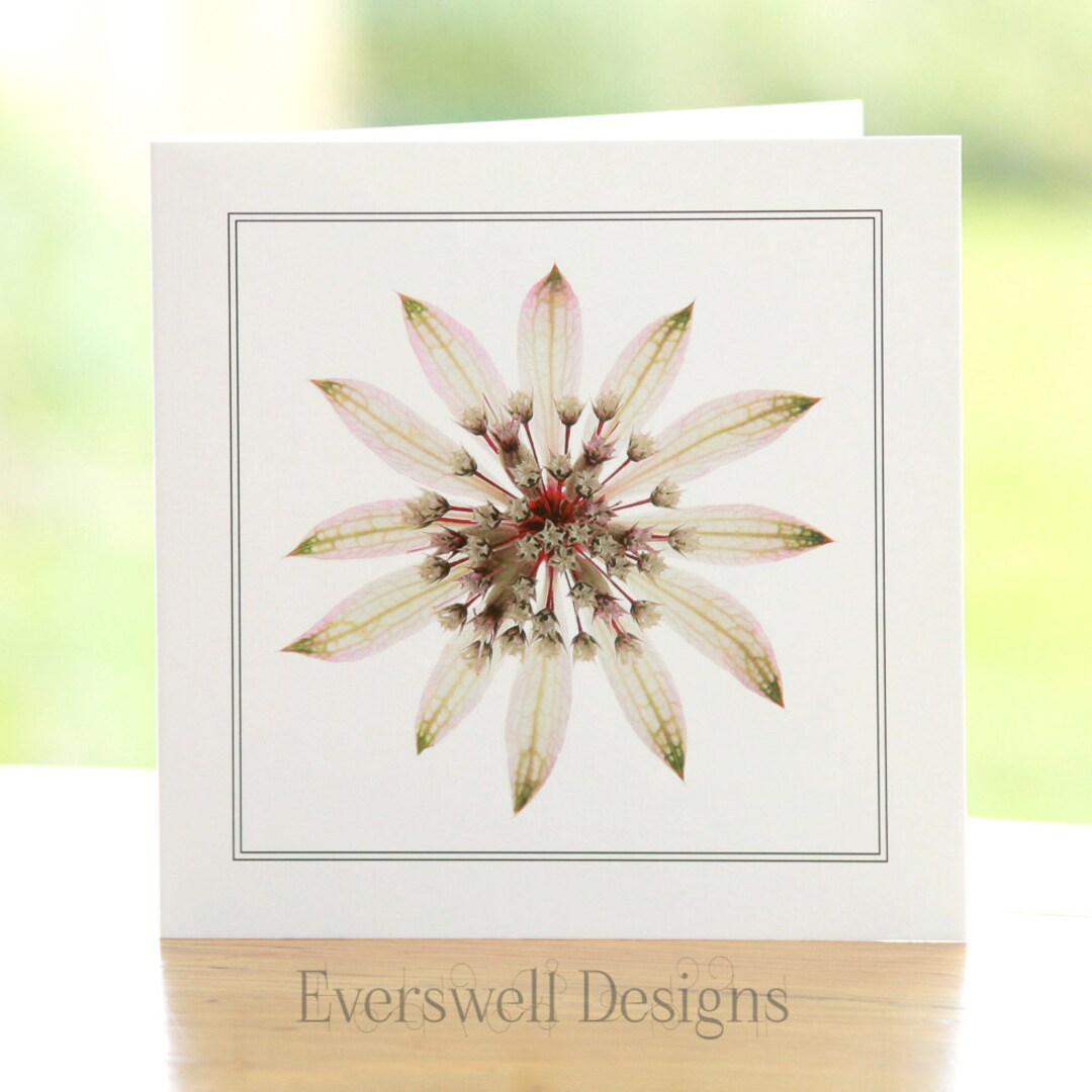 Astrantia Flower Photograph, Blank Inside, Square Greetings Card - Etsy