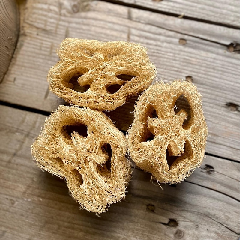 African Loofah - Etsy