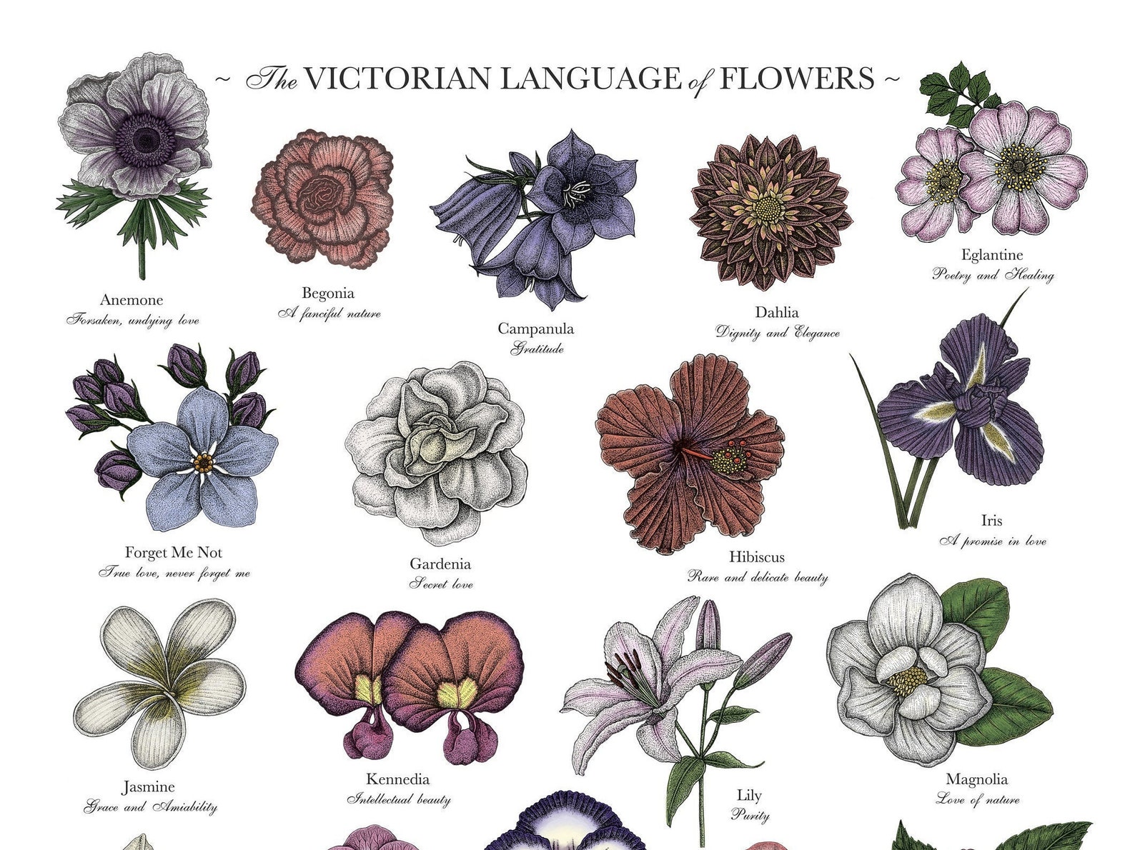 Victorian Language of Flowers Colour A3 Print A to Z Flowers | Etsy