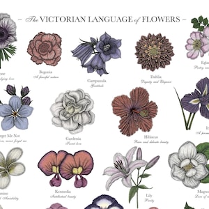 Victorian Language of Flowers Colour A3 Print - A to Z Flowers - Flower ...