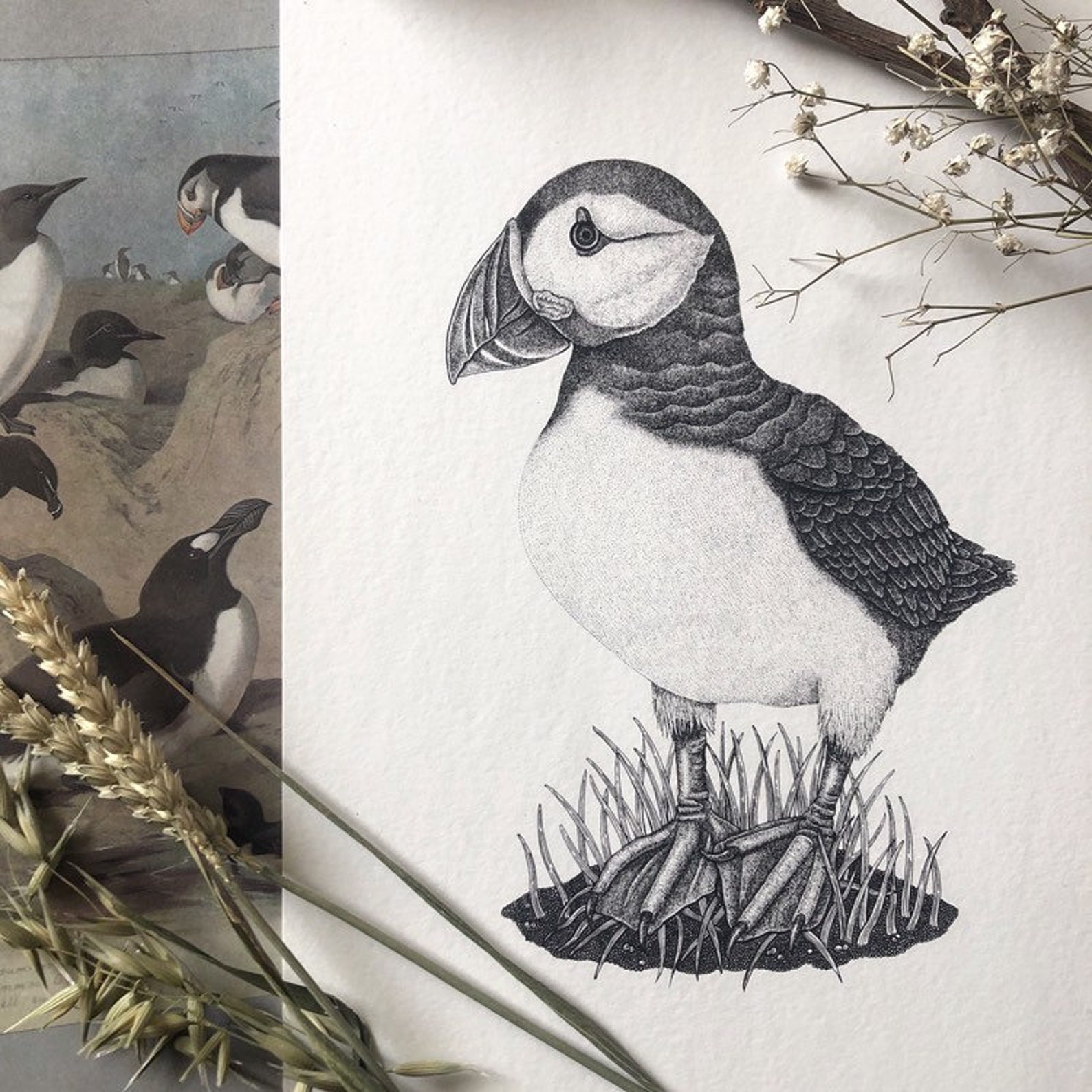 Puffin Print Puffin Illustration Puffin Wall Art Seabird - Etsy