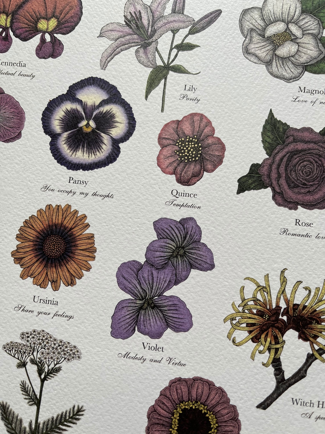 Victorian Language of Flowers Colour A3 Print - A to Z Flowers - Flower ...