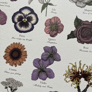 Victorian Language of Flowers Colour A3 Print - A to Z Flowers - Flower ...