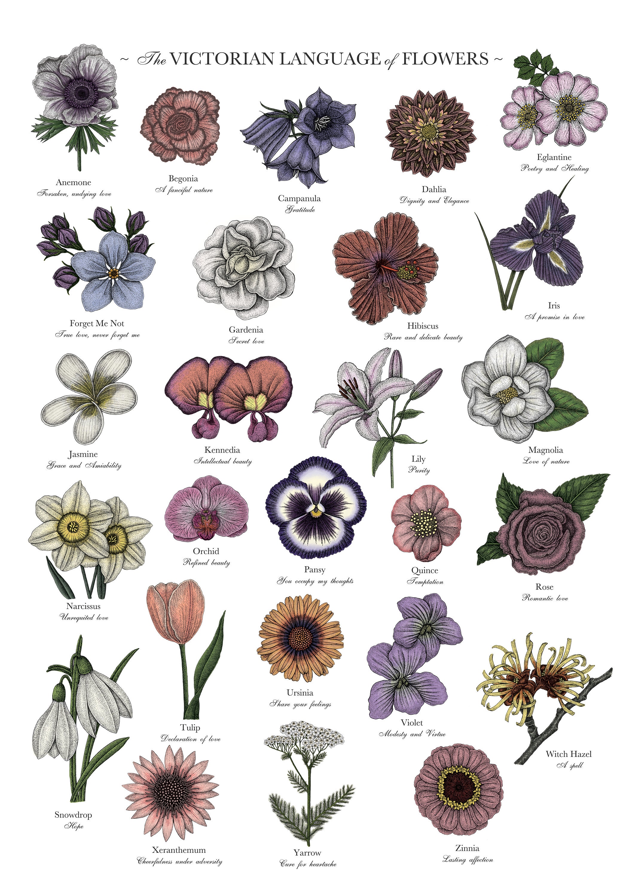 Victorian Language of Flowers Colour A3 Print - A to Z Flowers - Flower ...