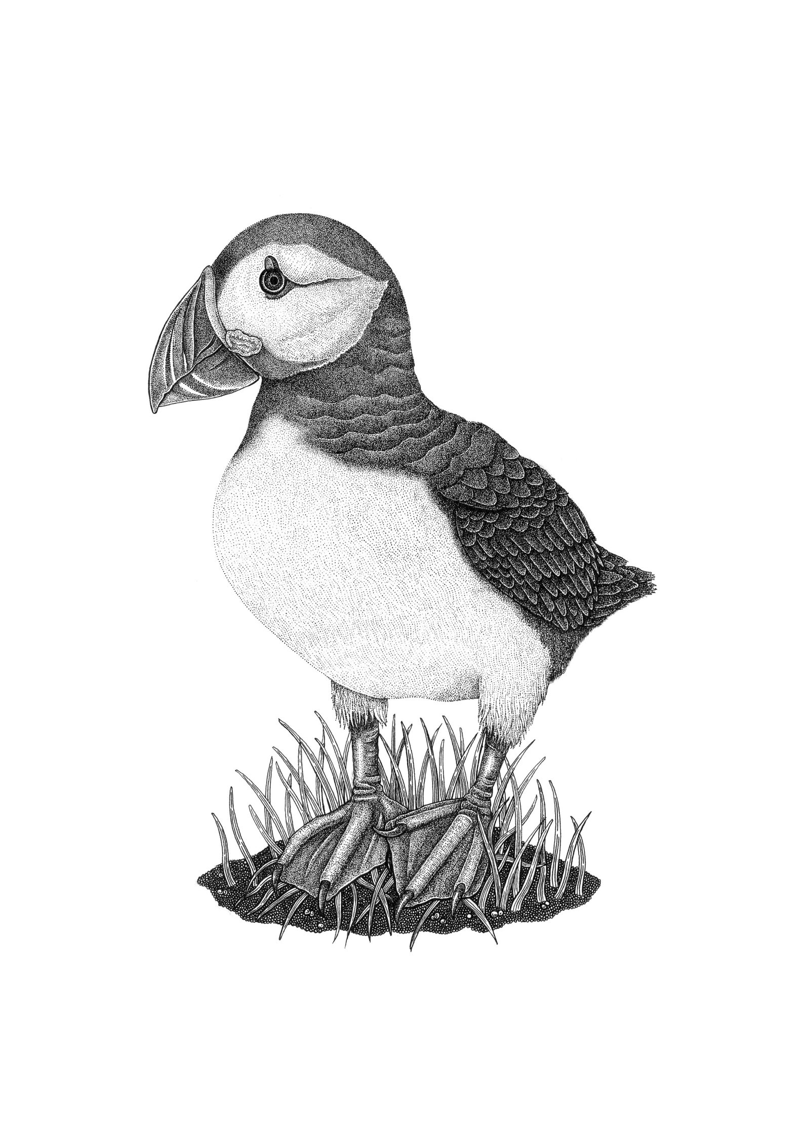 Puffin Print Puffin Illustration Puffin Wall Art Seabird - Etsy