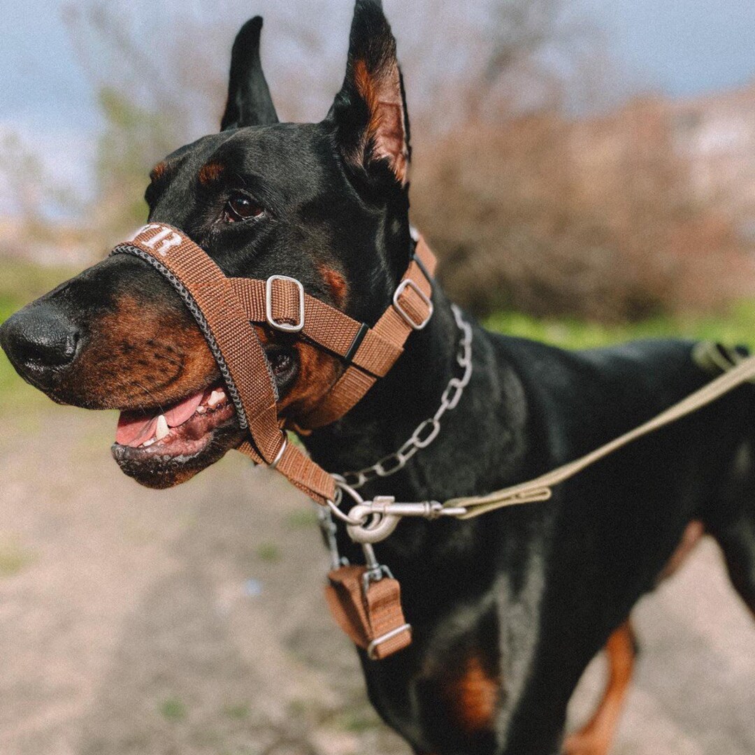 Halti / Halter for the Dog / Muzzle Alternative Padded Head Collar Dog ...